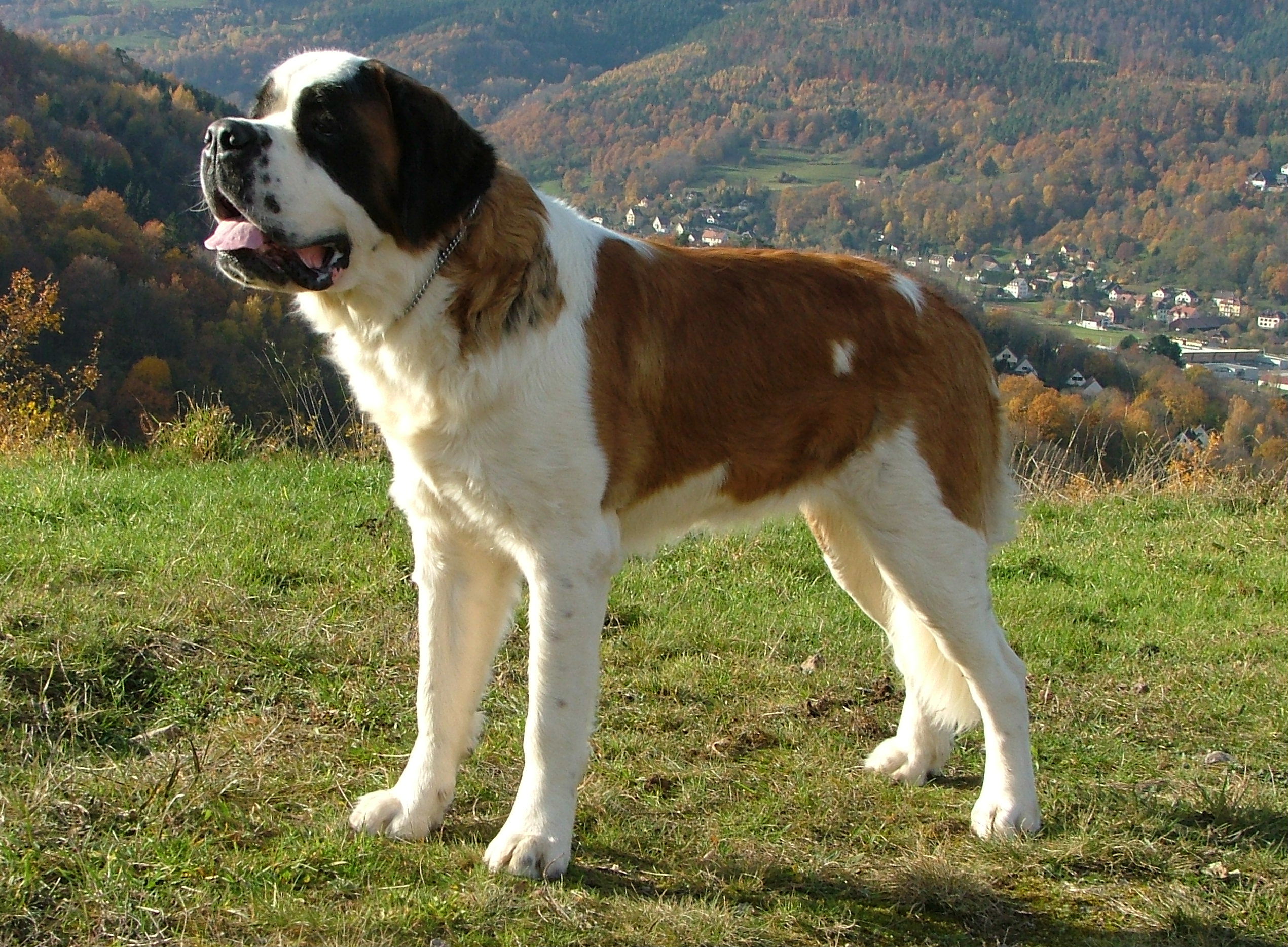 Dressage Saint Bernard Marseille - Conseils éducation Saint Bernard Aix ...